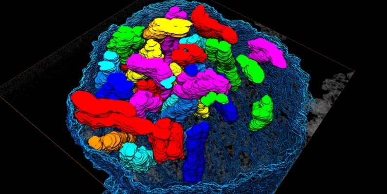 Creating a 3D map of chromosomes in a human prophase nucleus | The Aga ...